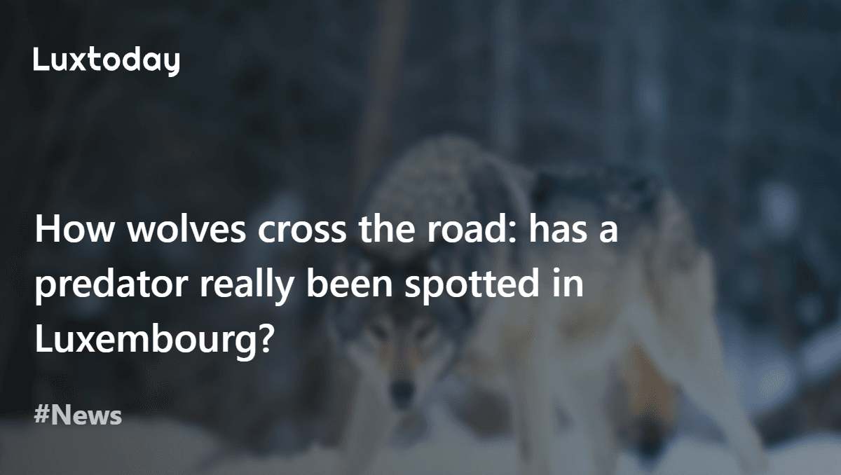 How wolves cross the road: has a predator really been spotted in ...