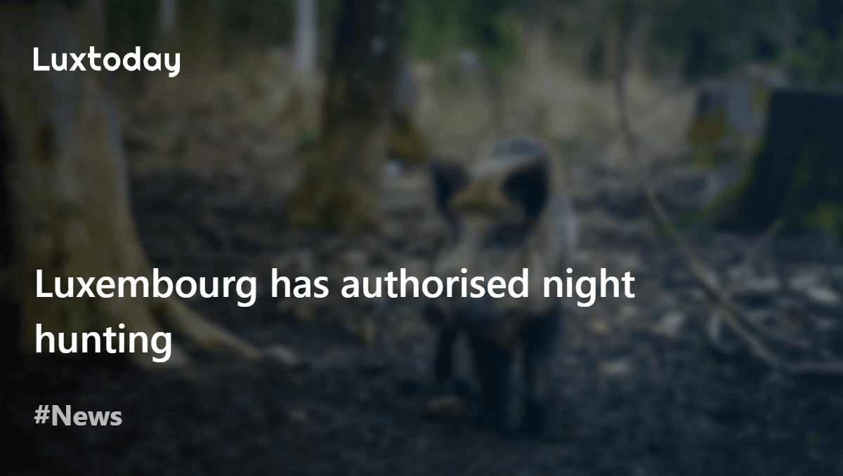 Luxembourg has authorised night hunting — Luxtoday.lu