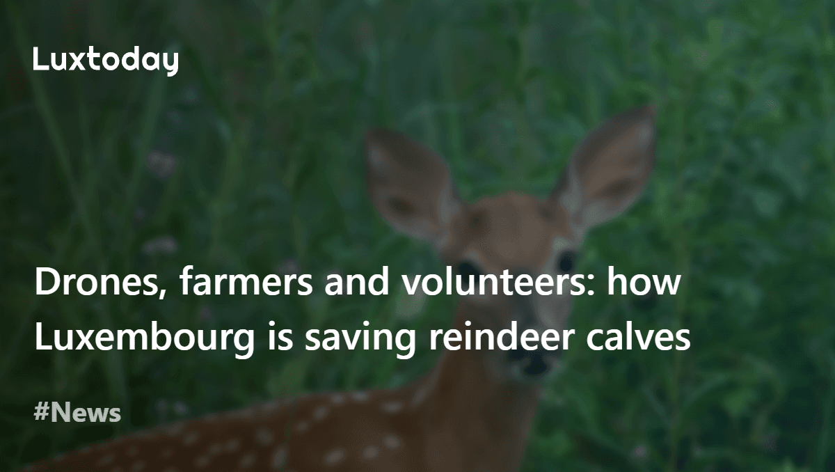 Drones, farmers and volunteers: how Luxembourg is saving reindeer ...