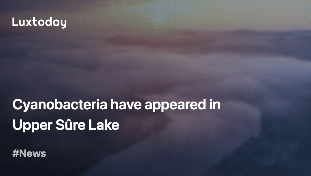 Cyanobacteria are dangerous to humans and animals — Luxtoday.lu