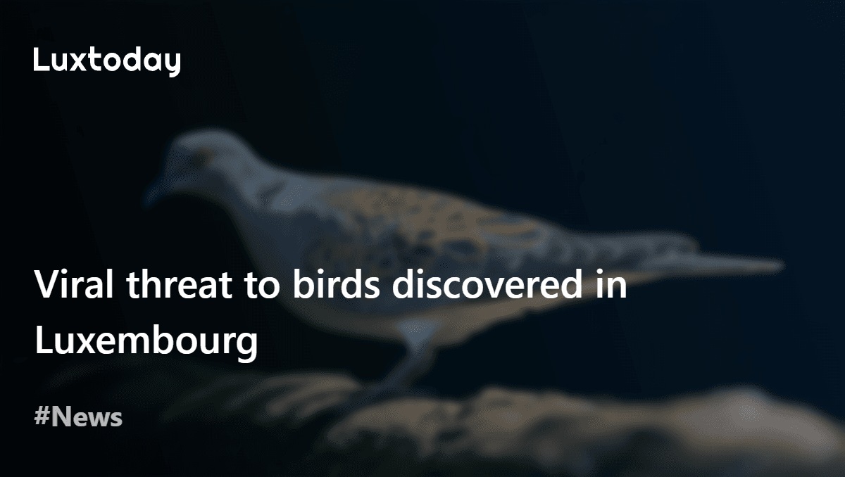 Viral threat to birds discovered in Luxembourg — Luxtoday.lu